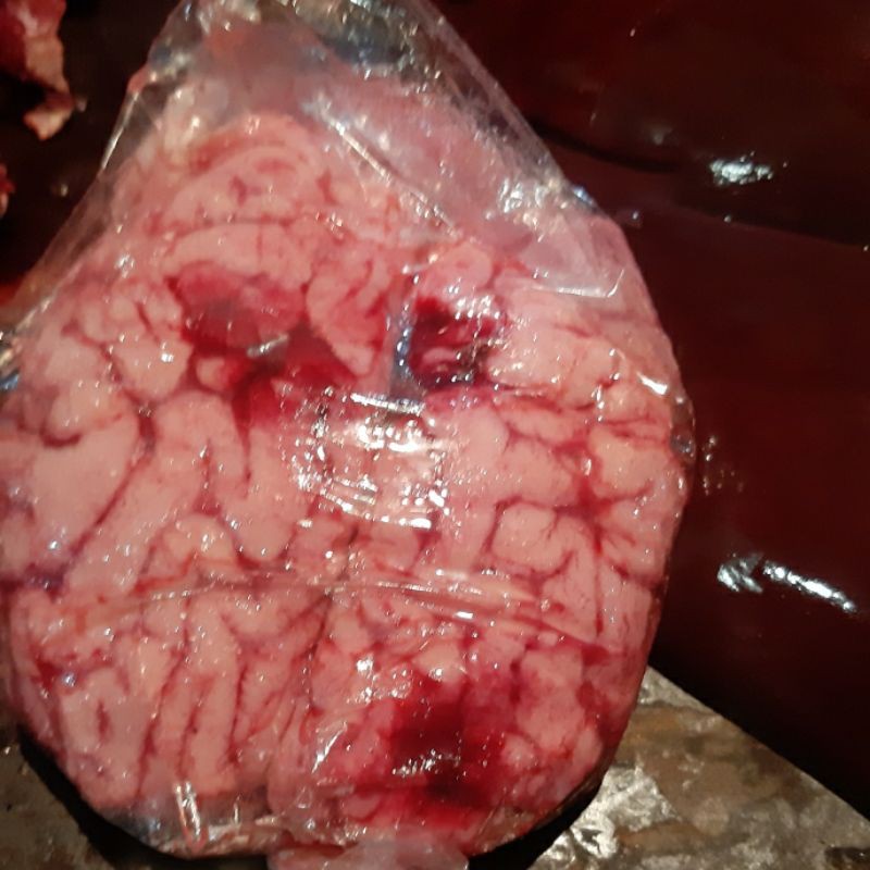 Jual Otak Sapi Lokal 1 pcs | Shopee Indonesia