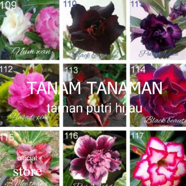 Jual Tanaman hias kamboja jepang adenium bibit biji bunga tumpuk varian ...