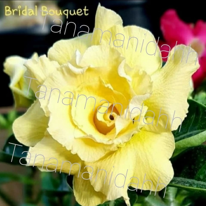 Jual Bibit Tanaman Hias Adenium Kamboja Jepang Bridal Kuning Adenium