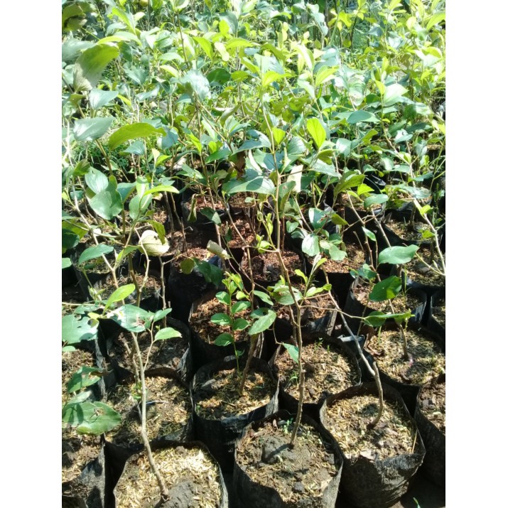 Jual Sedia Bibit Buah Apel Bekul Putsa - apel india | Shopee Indonesia