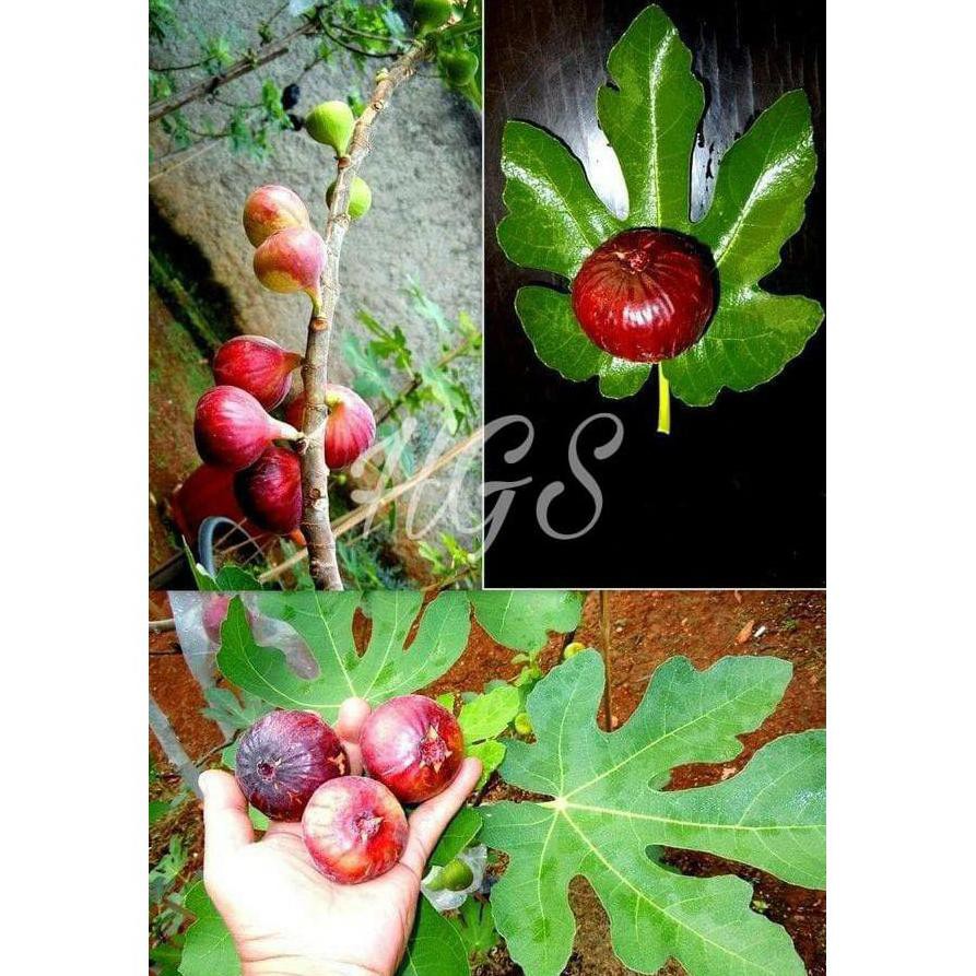 Jual Ide Bibit Buah Tin Tanaman Buah Ara Tin Red Israel Murah | Shopee ...