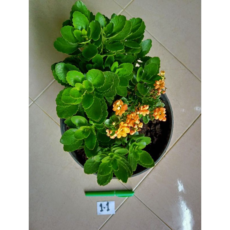 Jual KALANCHOE BUNGA ORANYE BESAR | Shopee Indonesia