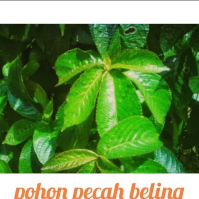Jual Pohon Keji Beling / Pecah Beling - Tanaman Herbal Daun Keji Beling ...