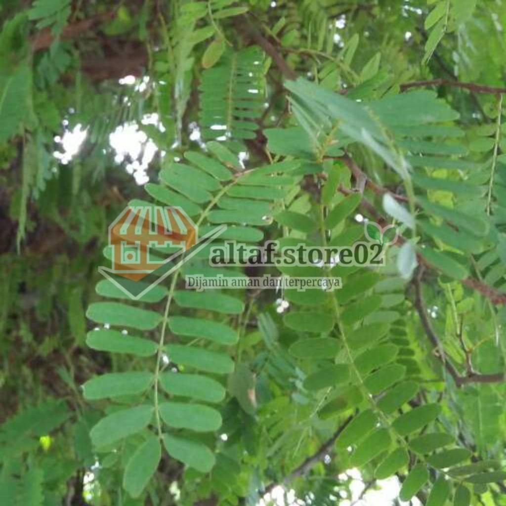 Jual Daun Sinom Segar daun Asem Jawa / Sinom Per 100 gram Sinom Daun ...