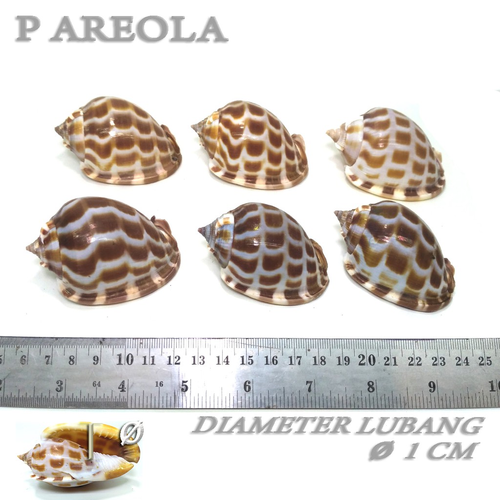 Jual P Areola cangkang shell rumah kelomang keong umang kumang natural ...