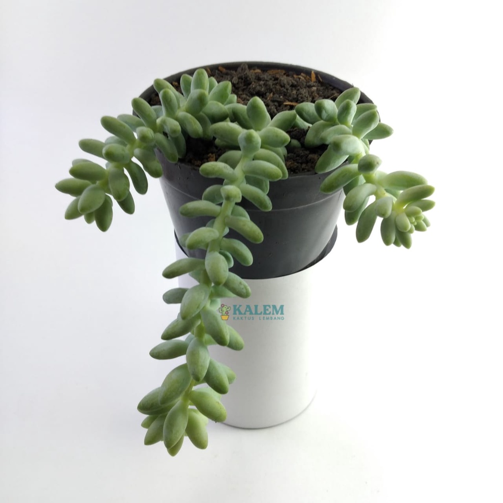 Jual Tanamah Hias Sukulen Gantung Sedum Morganianum / Burrito / Donkey ...