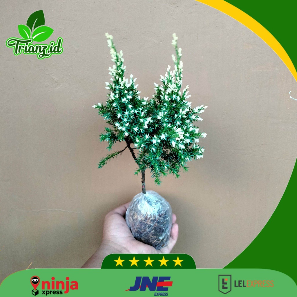 Jual Bonsai mini cemara batik (beli 1 gratis 1) | Shopee Indonesia