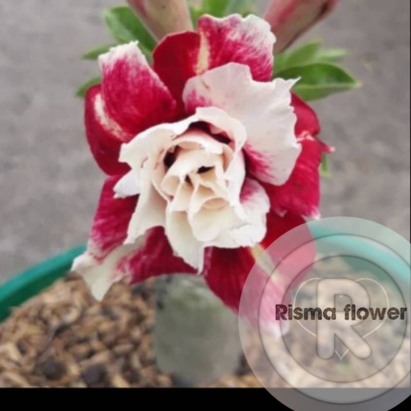 Jual Tanaman hias pohon adenium merah putih tumpuk / Kamboja Jepang ...