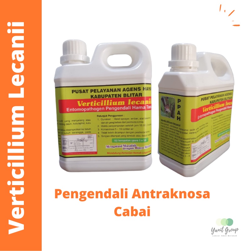 Jual Agen Hayati Cendawan Entomopatogen Verticillium Lecanii Pengendali ...
