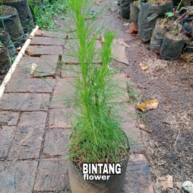 Jual Tanaman Pagar Elegant Feather Pohon Adas Hutan | Shopee Indonesia