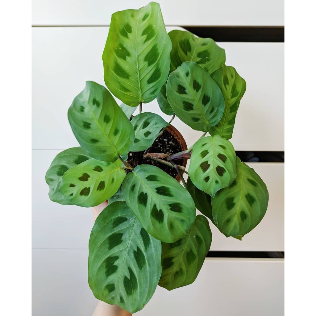 Jual Tanaman Daun Calathea Maranta Katak pohon hidup | Shopee Indonesia