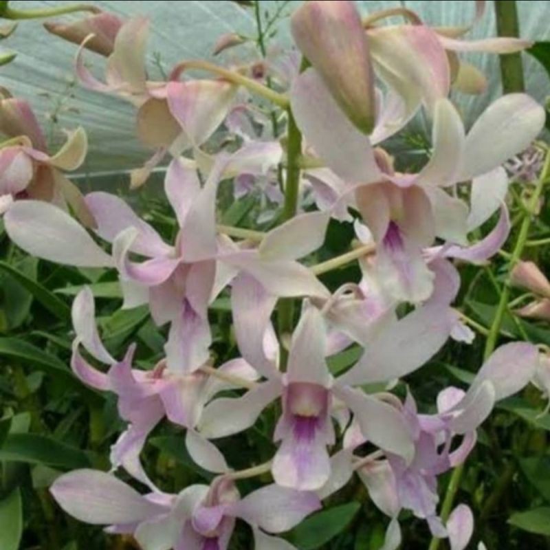 Jual Pohon Anggrek Dendrobium Channel Fragrance Dewasa Siap Spike ...