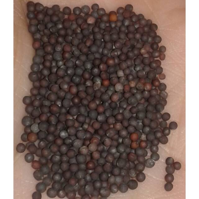 Jual BENIH/BIBIT/SEED/SAWI PAKCOY/BERKUALITAS MURAH isi 300 biki ...
