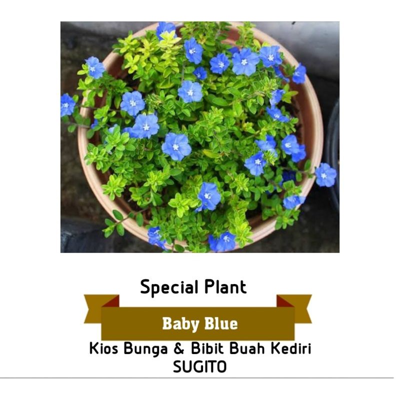Jual Bunga Baby Blue (sudah berbunga,rimbun) | Shopee Indonesia