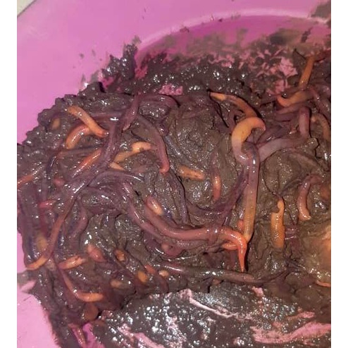 Jual UMPAN GALATAMA CACING LUR SAWAH KOBRA | Shopee Indonesia