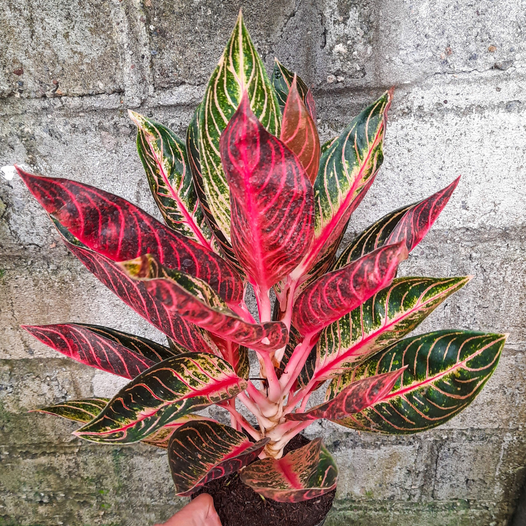 Jual Tanaman Hias Aglonema Pride Of Sumatra POS red Sumatera Tanaman ...