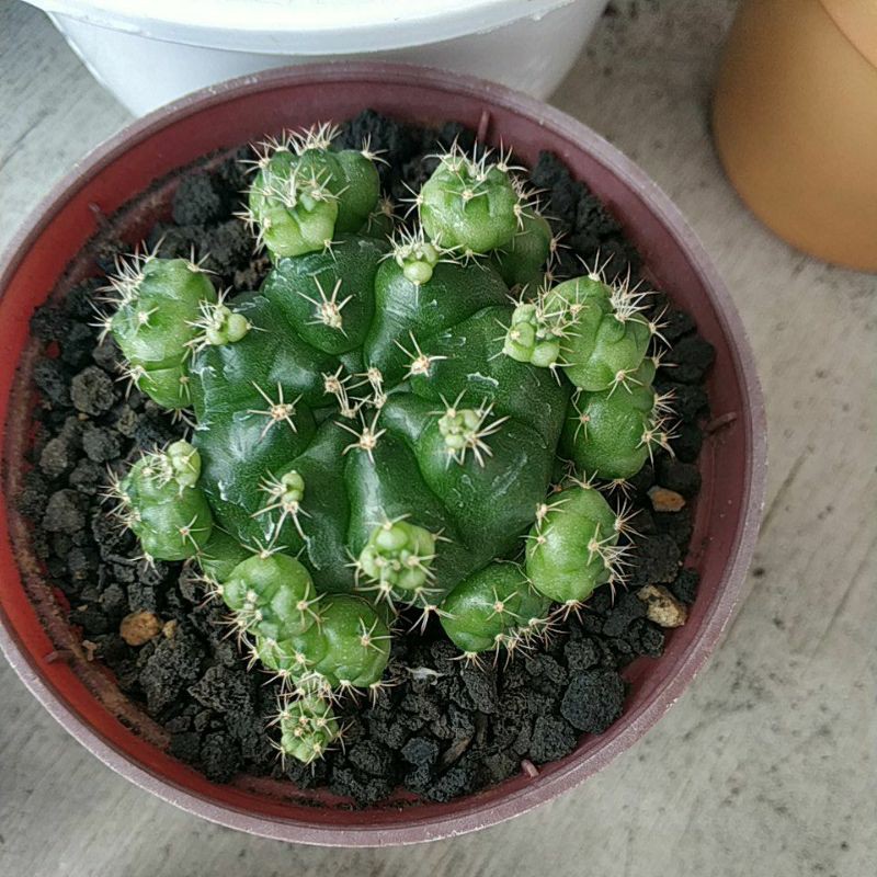 Jual KAKTUS DAMSII OWNROOT GYMNOCALYCIUM KAKTUS DAMSIK KAKTUS HIAS ...