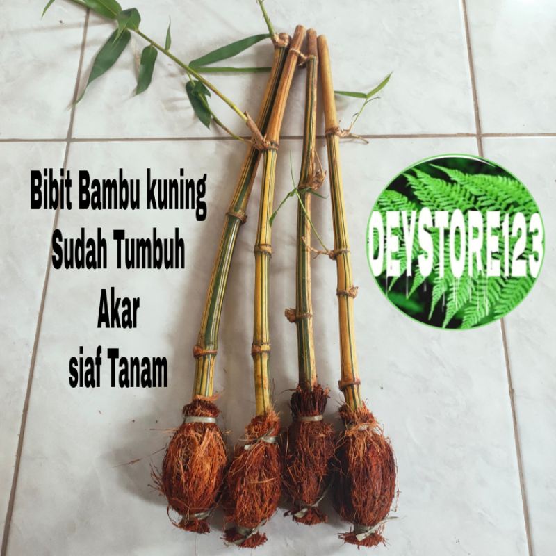 Jual Stek Batang Bambu Kuning Asli Panjang 1 meter | Shopee Indonesia