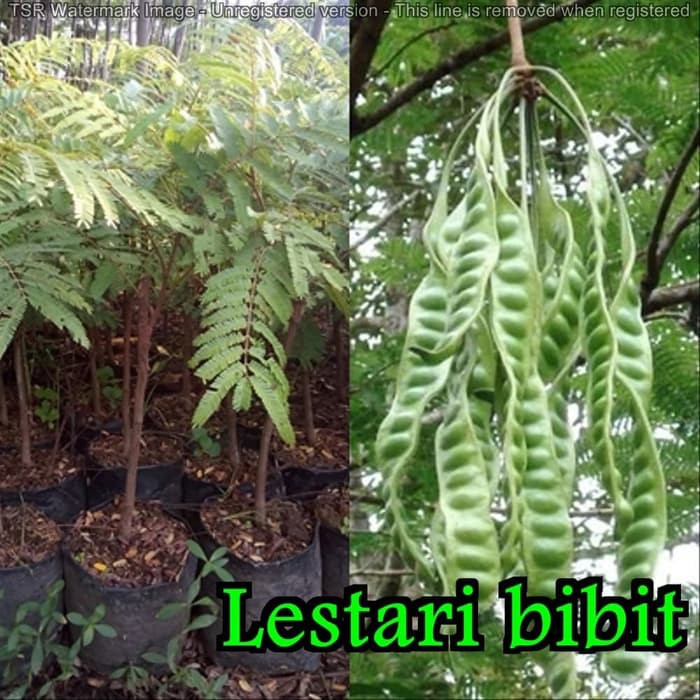 Jual Bibit Tanaman Petai Unggul - Pete (ORIGINAL) | Shopee Indonesia