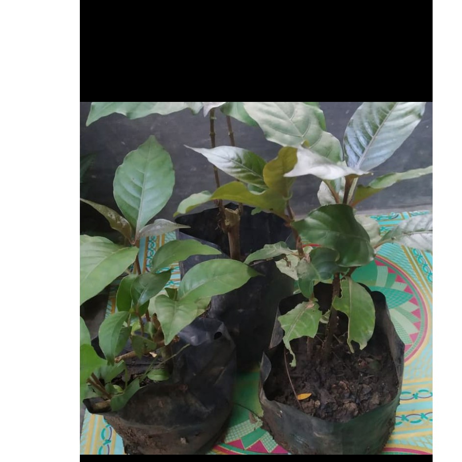 Jual Bibit Handeuleum sudah tumbuh / tanaman daun ungu wungu | Shopee ...