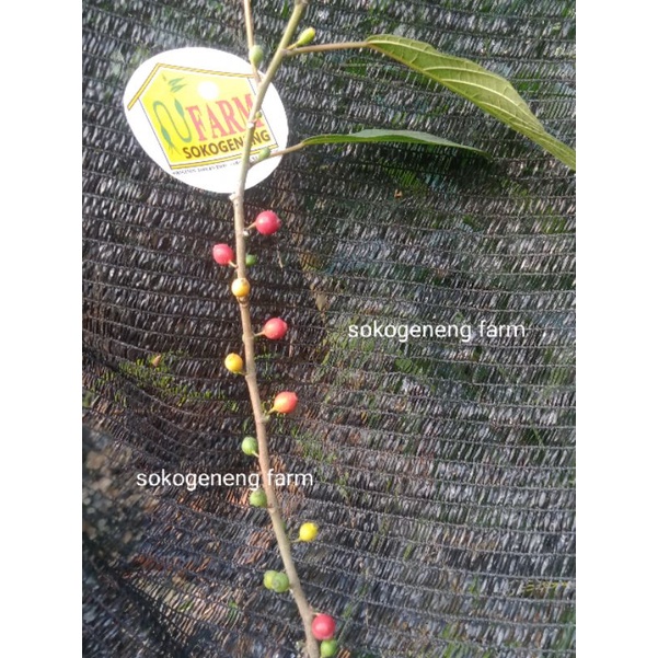 Jual bibit tanaman hidup ficus montana buah unik langka masih jenis beringin beringinan tanaman ...