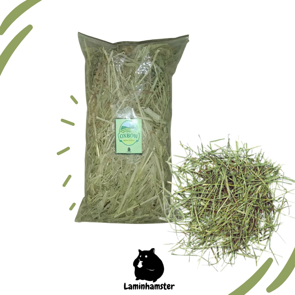 Jual Rumput Timothy Hay - Makanan Hamster | Snack / Cemilan Hamster ...