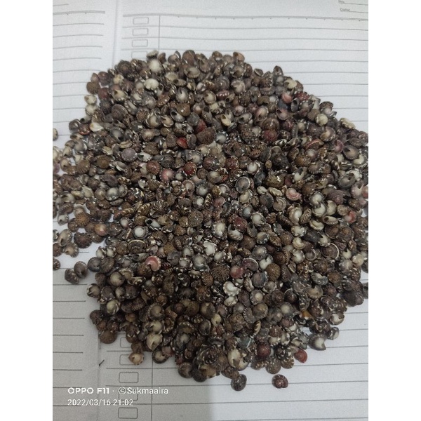 Jual CANGKANG KERANG BERAS BERASAN, BRUTE dan Ar SA'AR | Shopee Indonesia