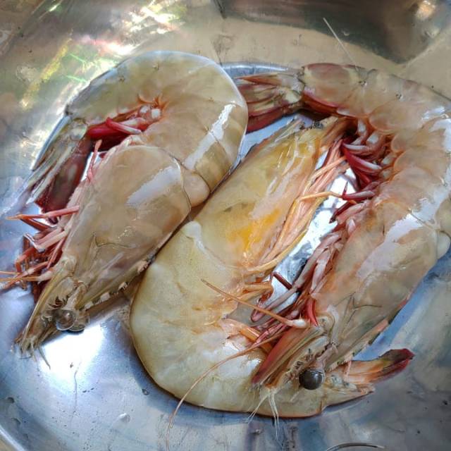 Jual UDANG WINDU SUPER / JUMBO/ BESAR | Shopee Indonesia