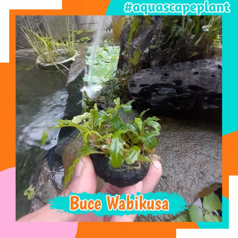 Jual Tanaman Aquascape Buce Media Wabikusa - Tanaman Air Aquarium ...