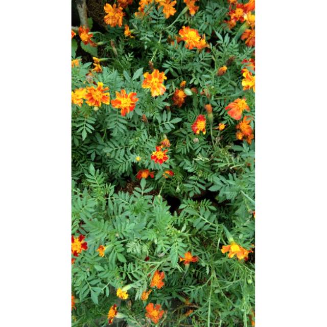 Jual Tanaman hias kenikir kuning | Shopee Indonesia