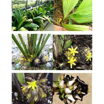 Jual Tanaman marasi, pohon lemba, pinang puyuh | Shopee Indonesia
