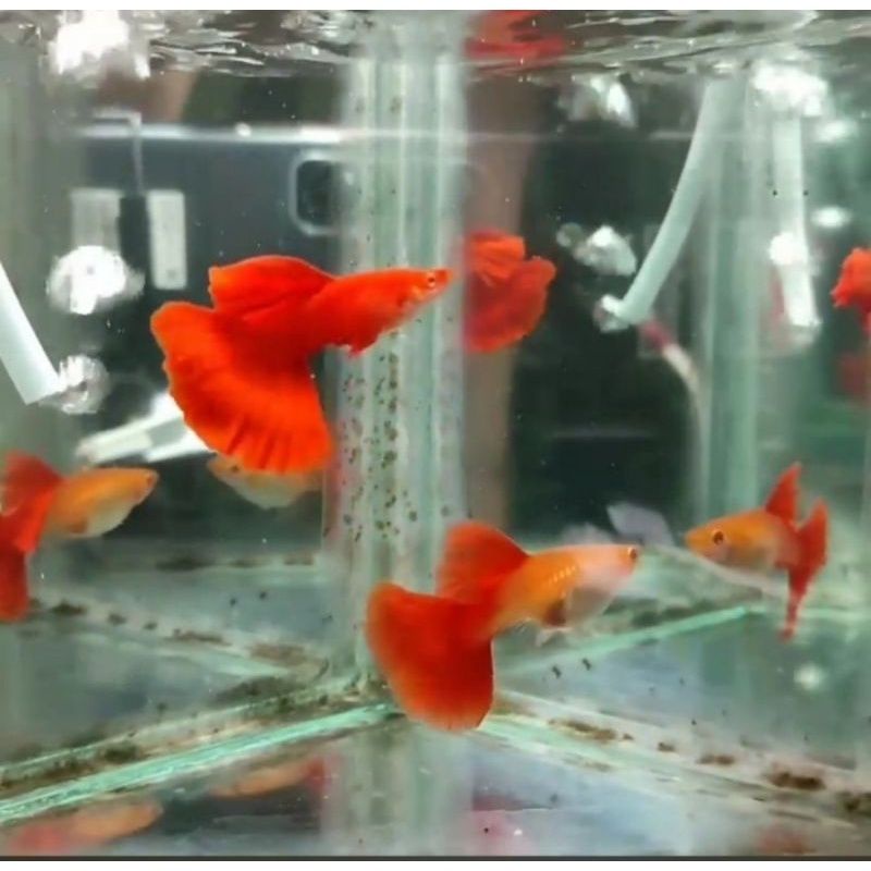 Jual Ikan Guppy AFR | Guppy afr | Albino Full Red | guppy murah | AFR | Shopee Indonesia