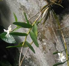 Jual ANGGREK MERPATI (DENDROBIUM CRUMENATUM) TANAMAN HERBAL ORIGINAL ...