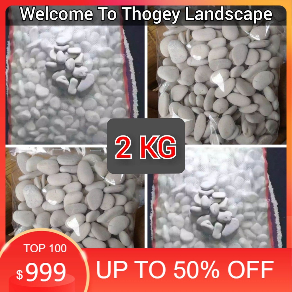 Jual [ PROMO ] 2 kg | batu koral putih aquarium | batu koral putih ...