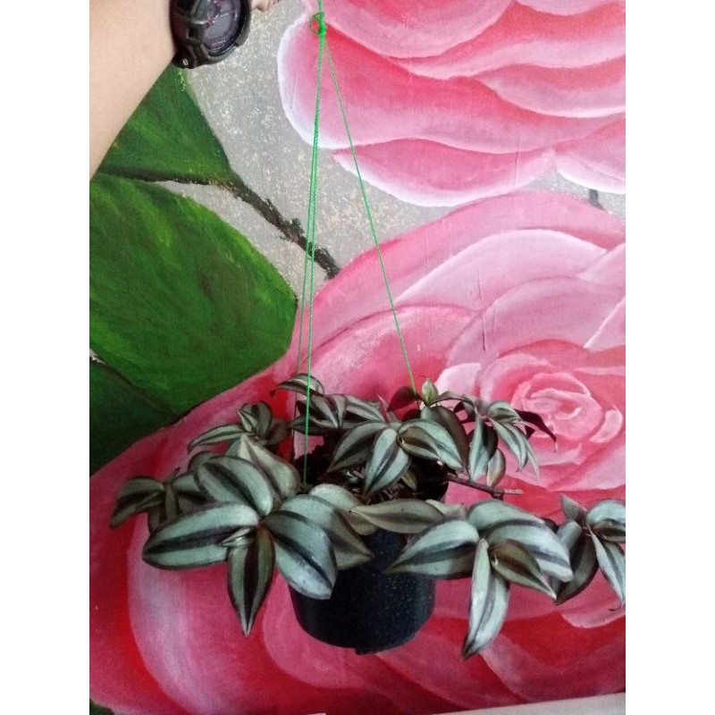 Jual Bunga gantung gewor(MURAH) | Shopee Indonesia