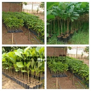 Jual bibit pohon jati Harga Terbaik & Termurah Februari 2026 | Shopee ...