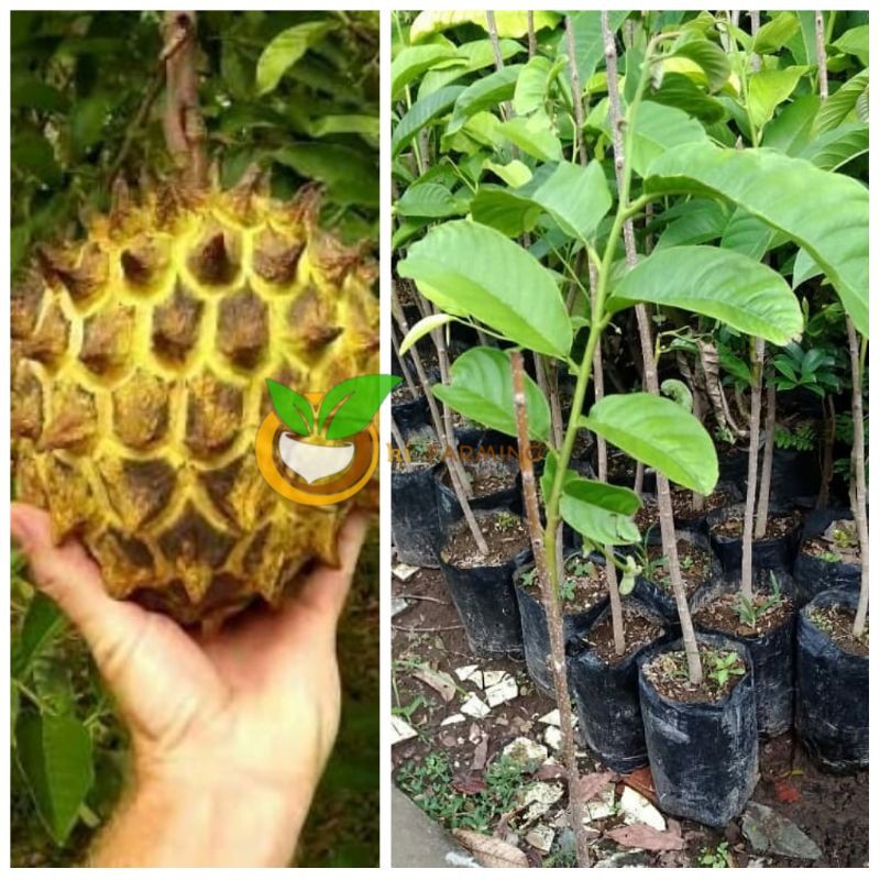 Jual BIBIT BUAH SRIKAYA NANAS SRIKAYA KUNING BUAH BIRIBA | Shopee Indonesia