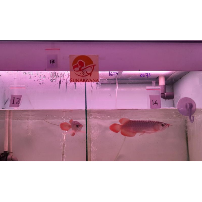 Jual Arwana Super Red 24cm-25cm cakep gen Merah | Shopee Indonesia