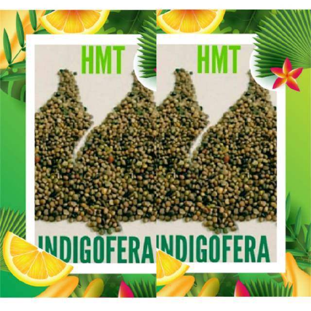 Jual Benih Indigofera 250 gram (37.500 an biji) | Shopee Indonesia