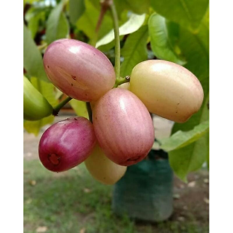 Jual Bibit buah Tanaman juwet atau jamlang putih dan hitam Okulasi ...