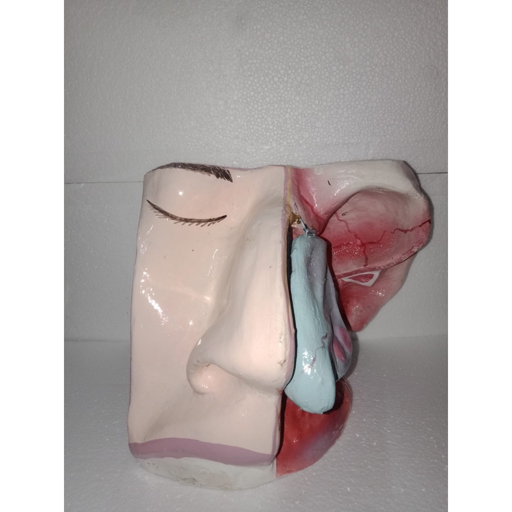 Jual Alat Peraga Model Hidung, Lokal | Shopee Indonesia