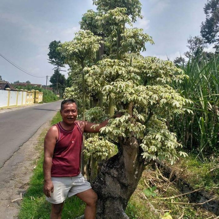 Jual Jual 15 Bibit Stek Pohon Hias Randu Varigata Putih Bibit Unggul ...