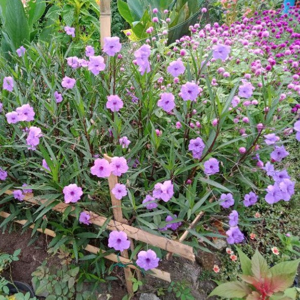 Jual Bunga Reullia/ Kencana Ungu, Pink dan putih Stek Batang pucuk ...