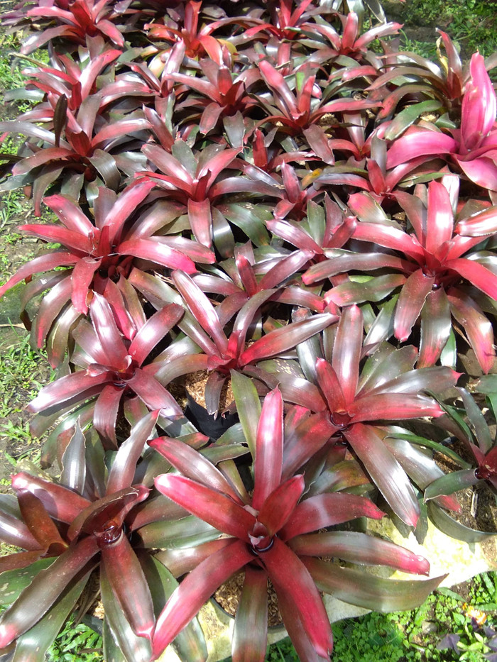 Jual Bromelia merah / Tanaman hias bromelia /bromelia jumbo | Shopee ...