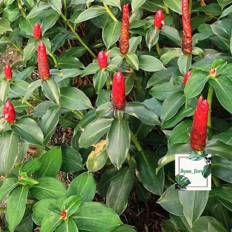 Jual Tanaman Hias Pacing pentul bunga merah/ Costus Spiralis | Shopee ...