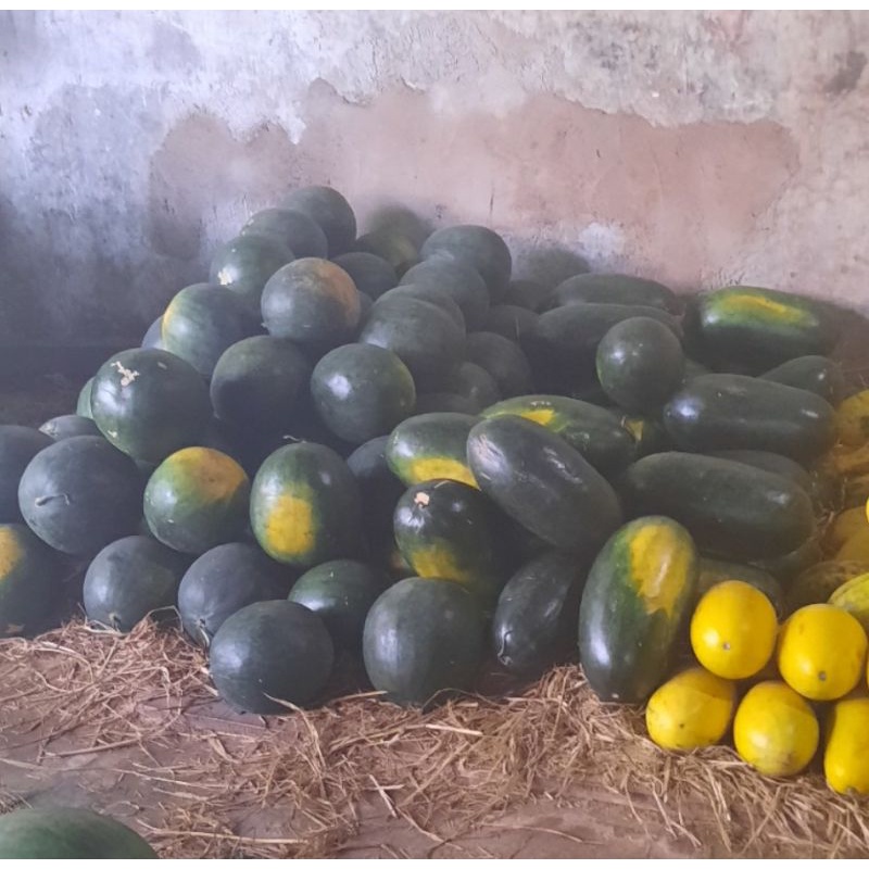 Jual semangka inul kuning 1buah | Shopee Indonesia