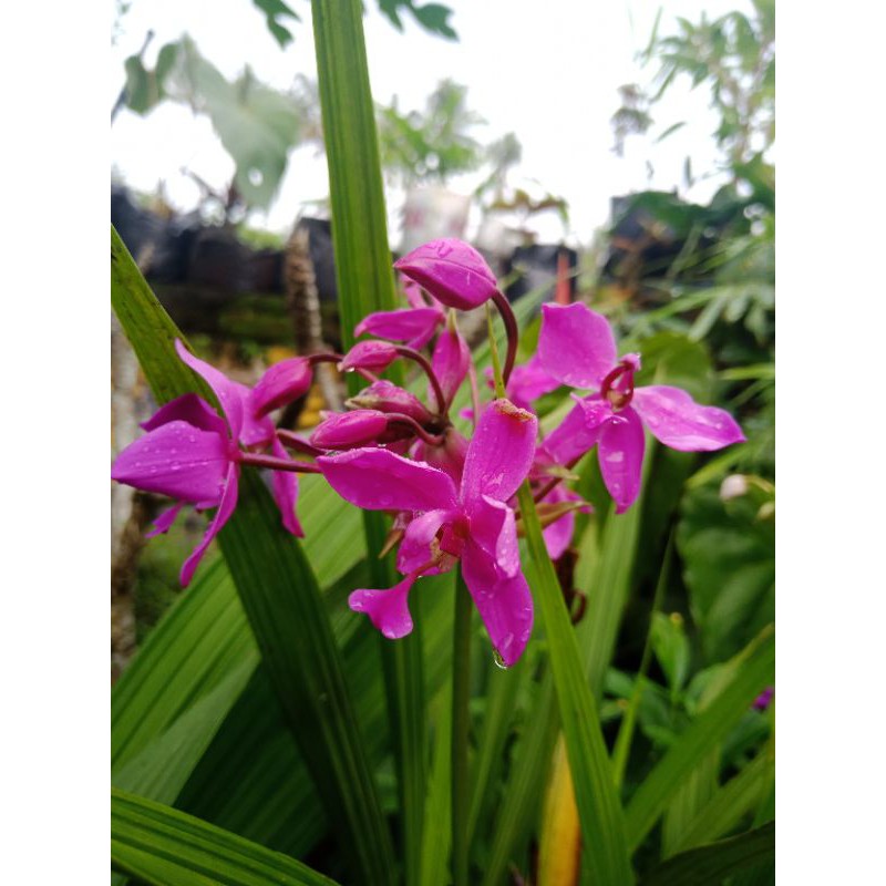 Jual Anggrek Tanah Bunga Ungu | Shopee Indonesia