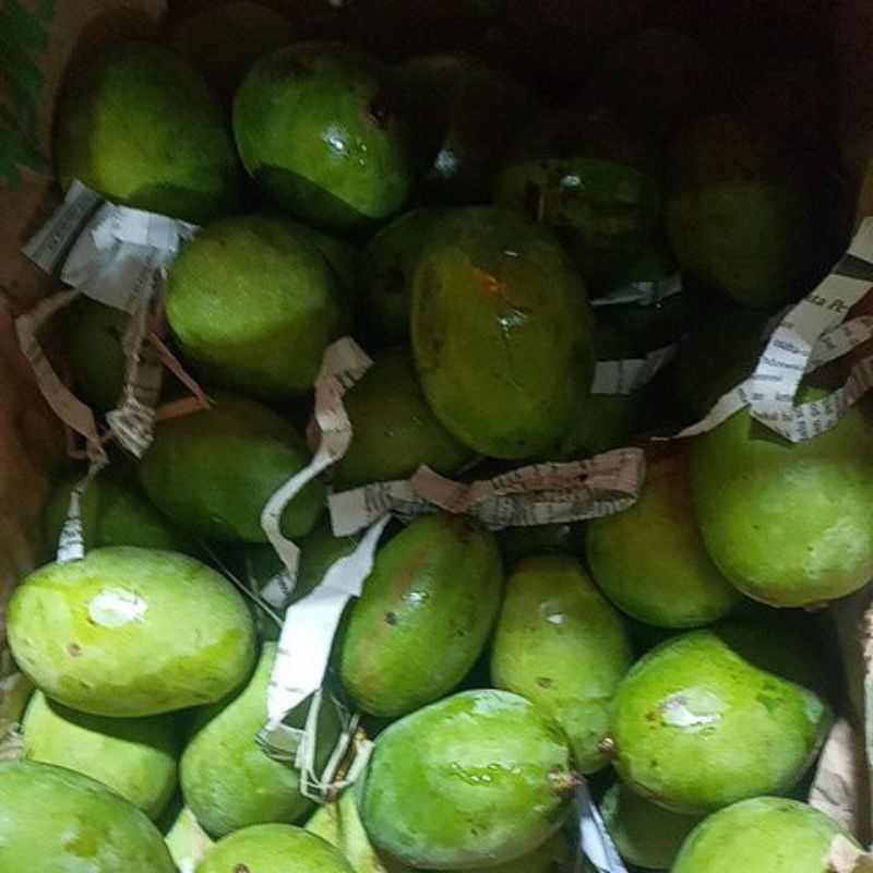 Jual Mangga Kweni (500Gram) | Shopee Indonesia