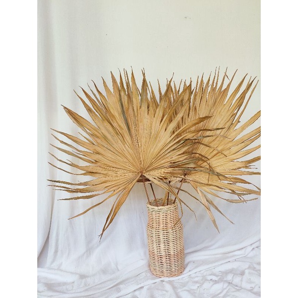 Jual Palem kering palem kering dekorasi palm kering dekorasi palem mini ...