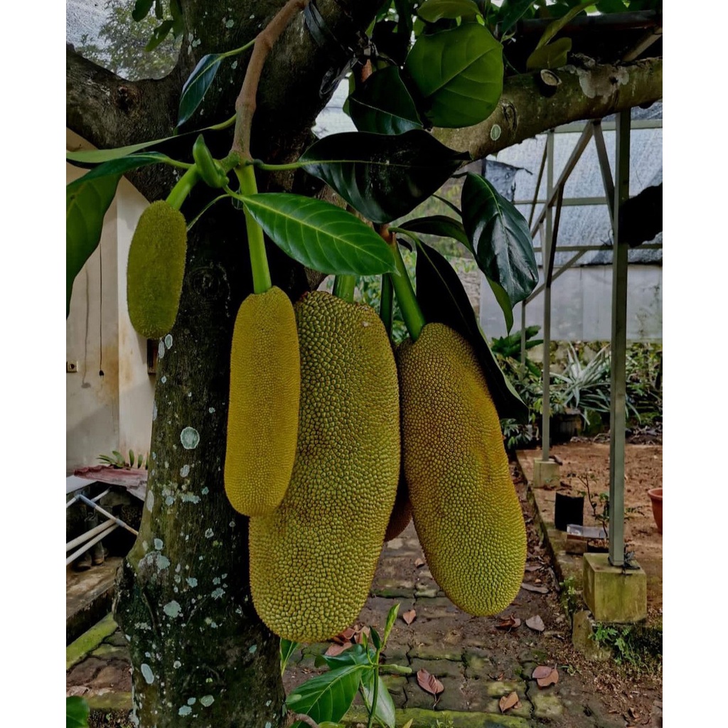 Jual Bibit Cempedak King Jumbo | Shopee Indonesia